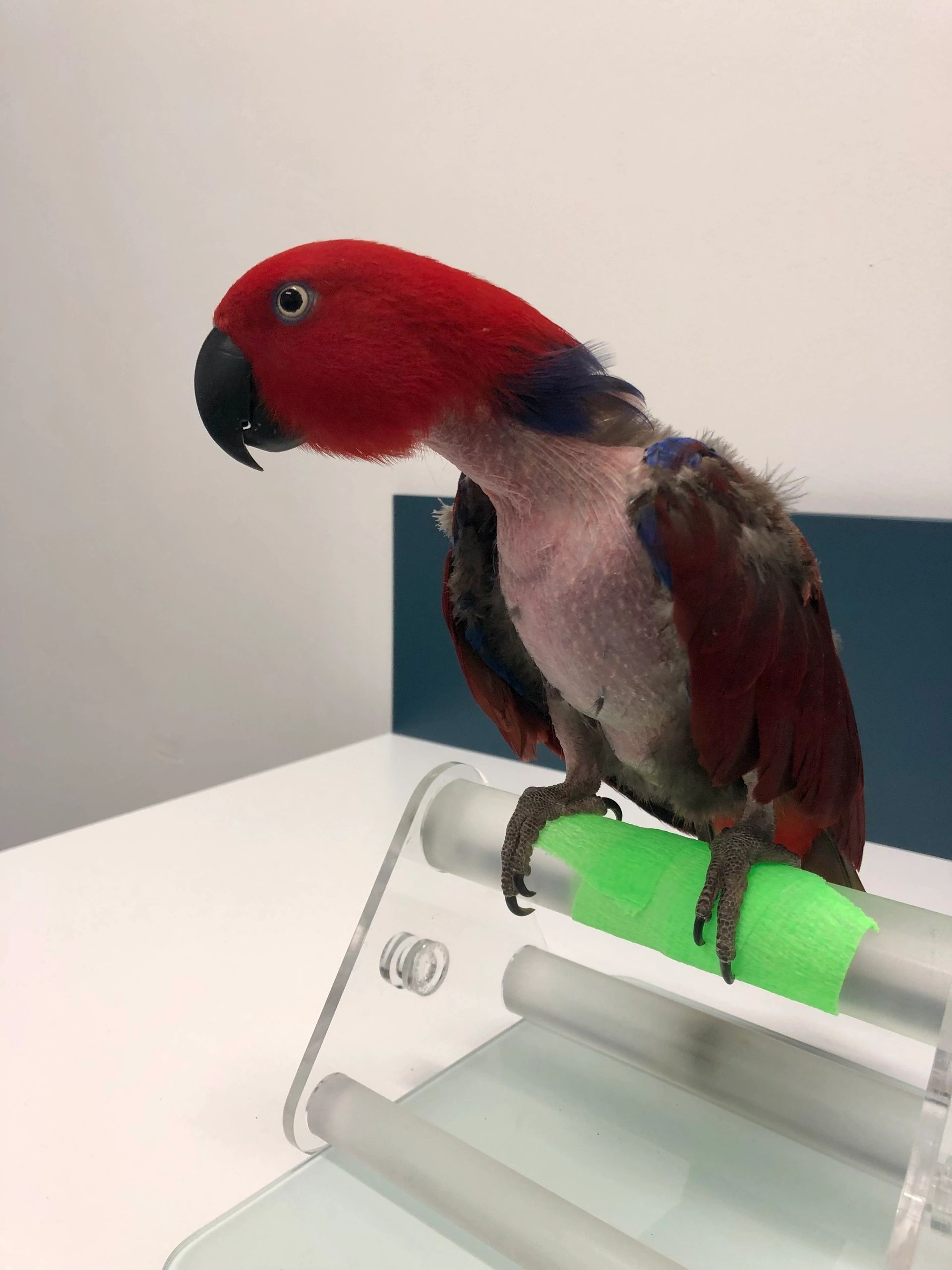 Feather picking in parrots